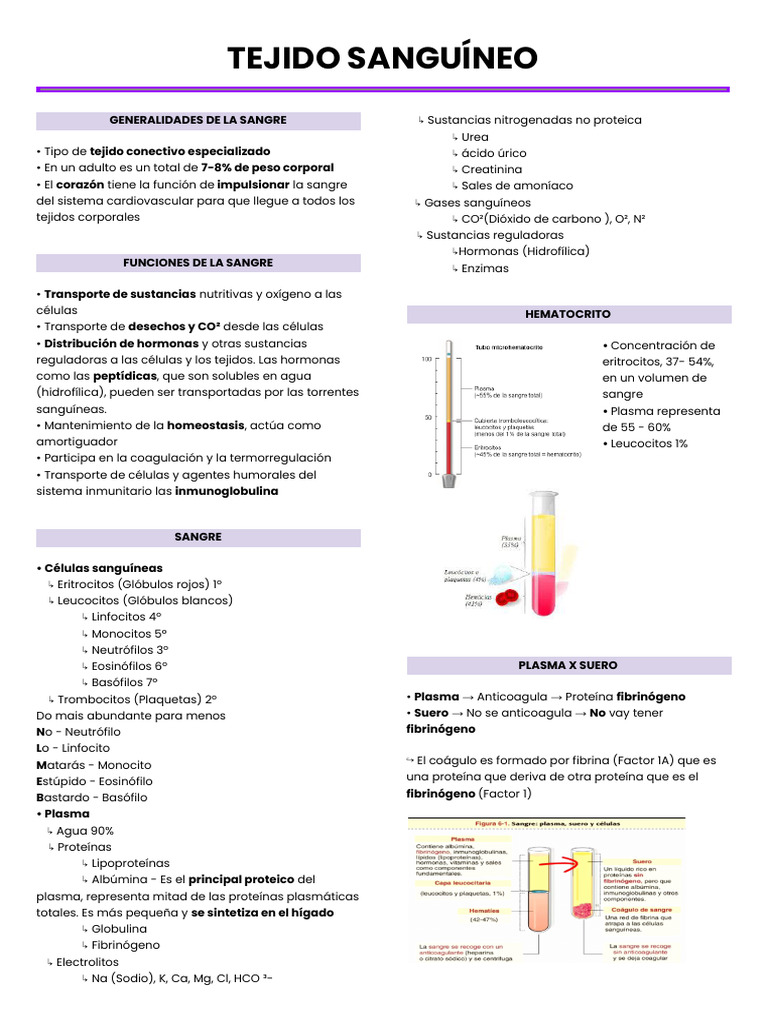 Tejido sanguineo | PDF | Leucocito | Linfocitos