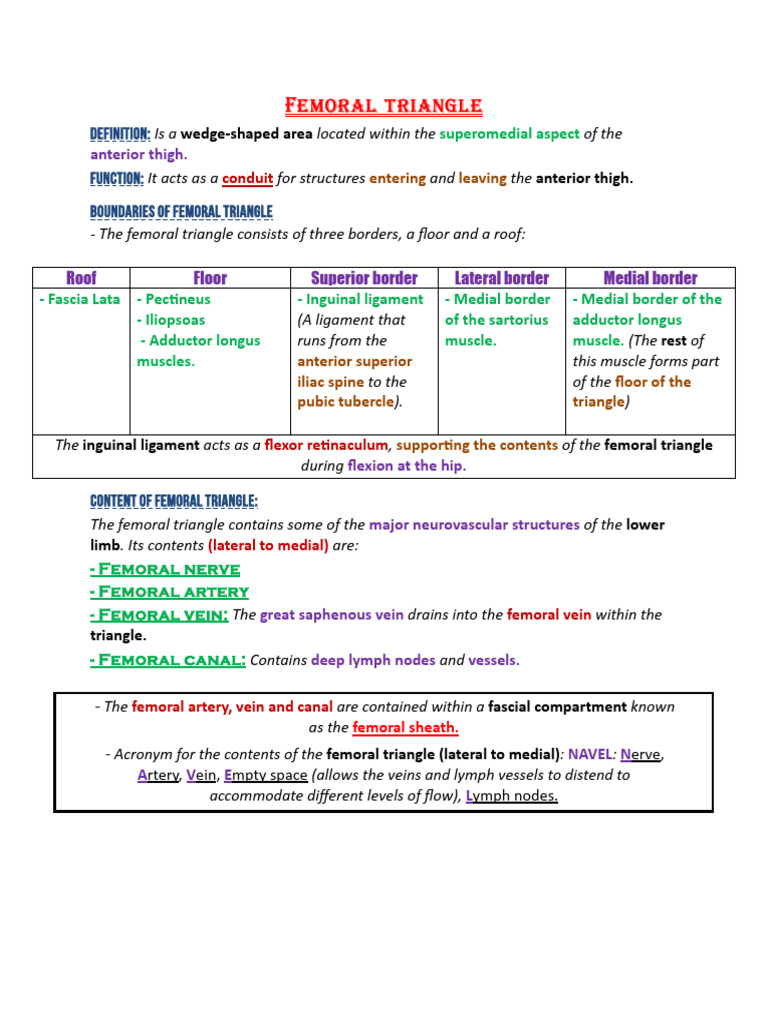 Femoral Triangle and Adductor Canal Overview | PDF | Human Anatomy ...