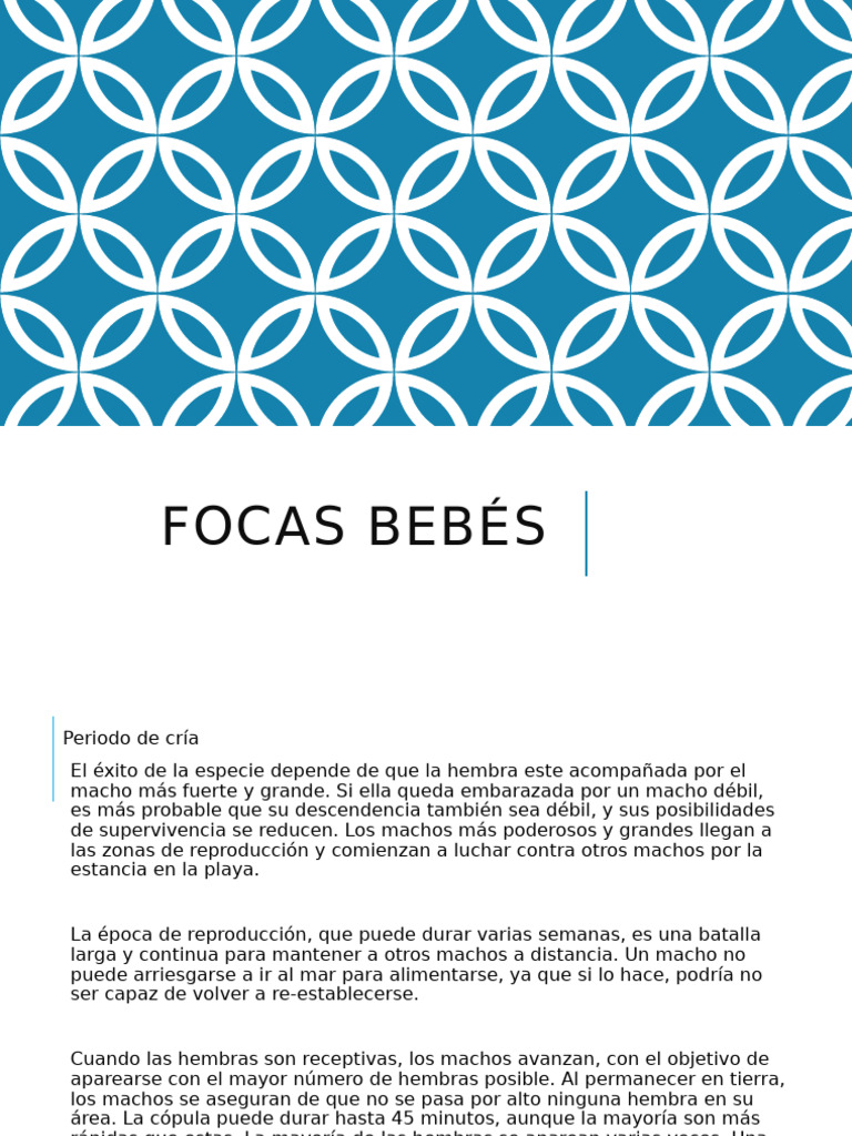 Focas Bebés | PDF | Pinnípedo | Hembra