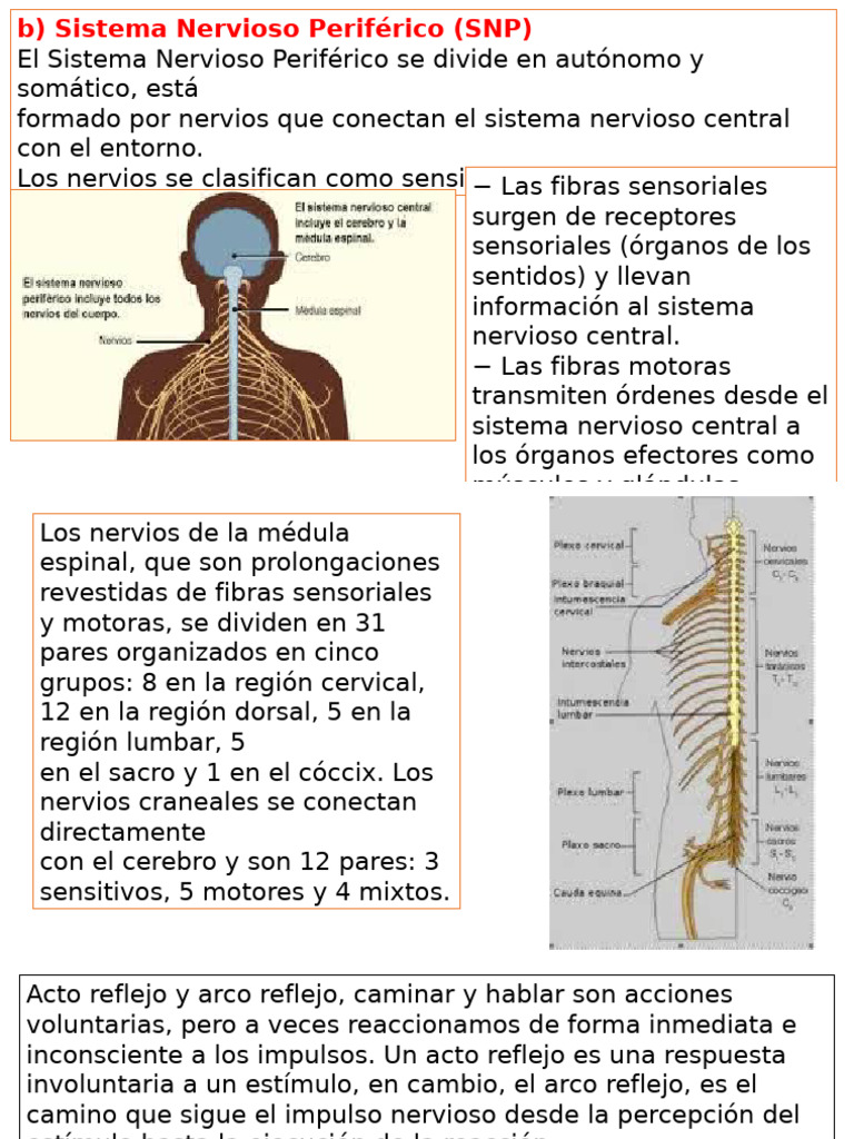 8- 3ro SNP BIO. 25 | PDF | Nervio | Sistema nervioso