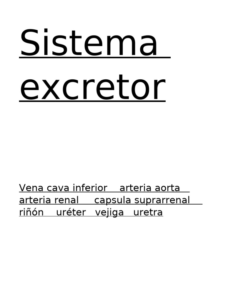 Sistema Excretor | PDF