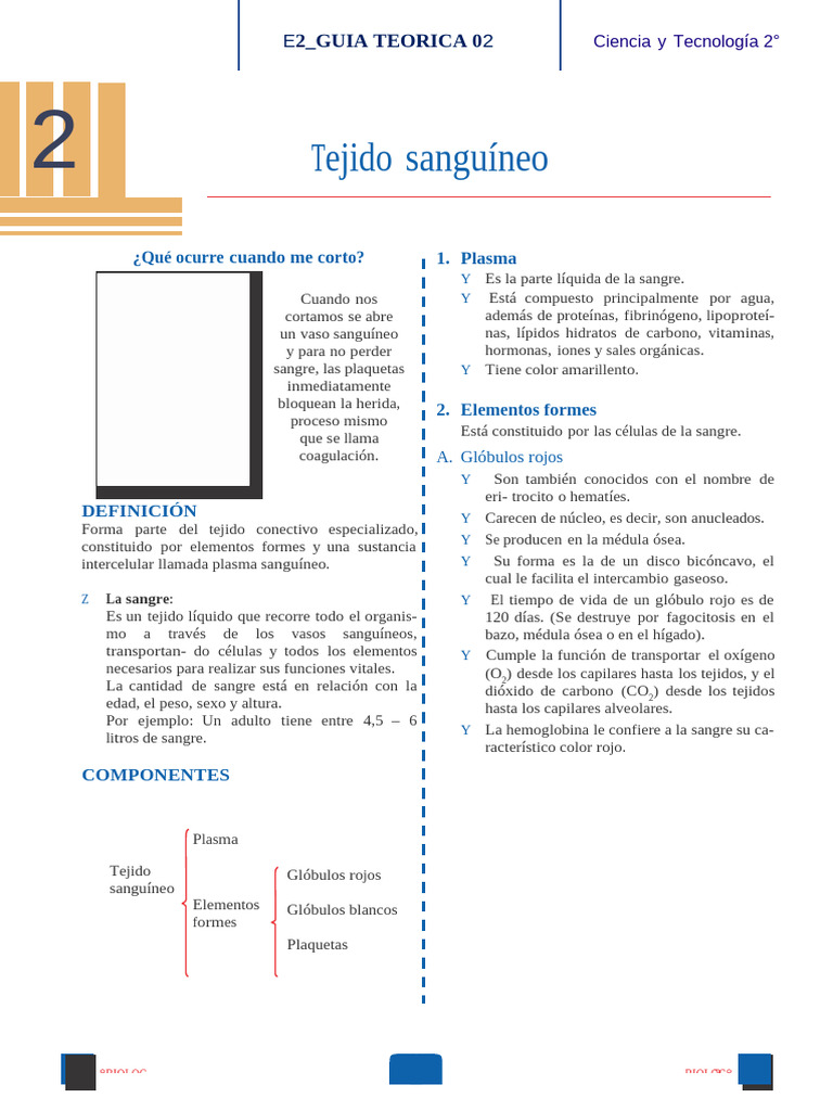 E2 - GT 02 - Tejido Sanguíneo - CyT - 2do Secundaria | PDF | Sangre | Leucemia