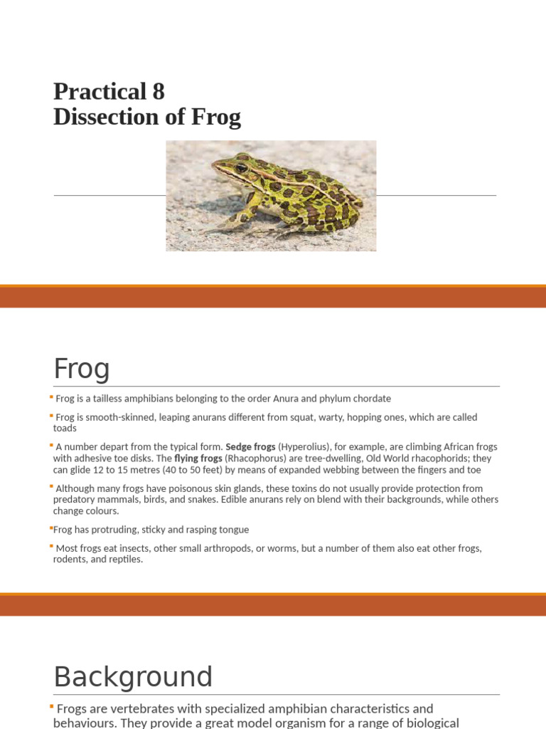 Frog Dissection Guide: Anatomy Overview | PDF | Frog | Anatomy