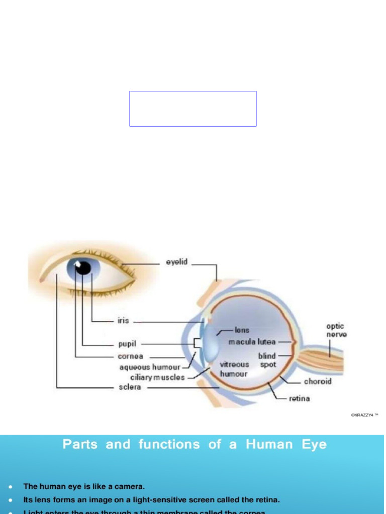 11 Human Eye and The Colourful World 2 | PDF