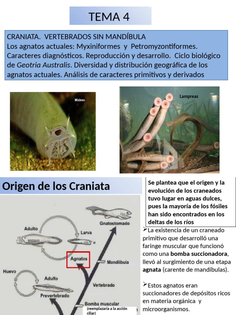 Tema 4 - Craniata 2023 | PDF | Corazón | Riñón