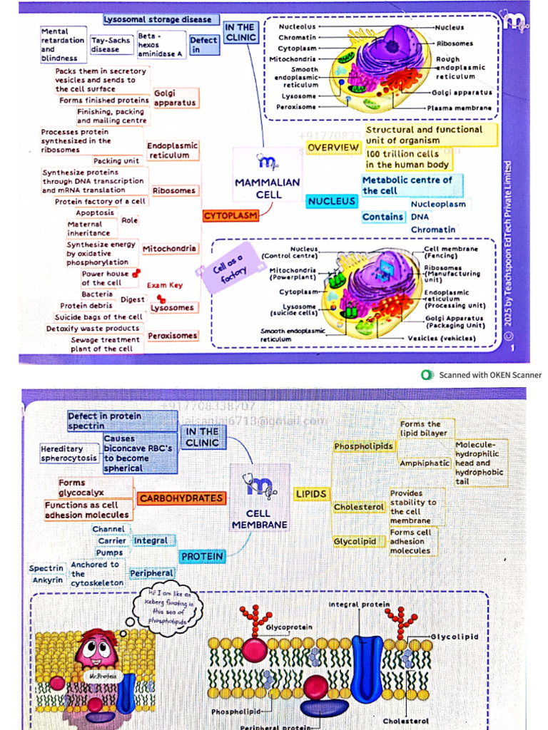 Structure and Functions of Mammalian Cell-1 | PDF