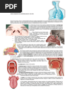 Resumen Anatomía de La Vía Aérea | PDF | Laringe | Nariz humana