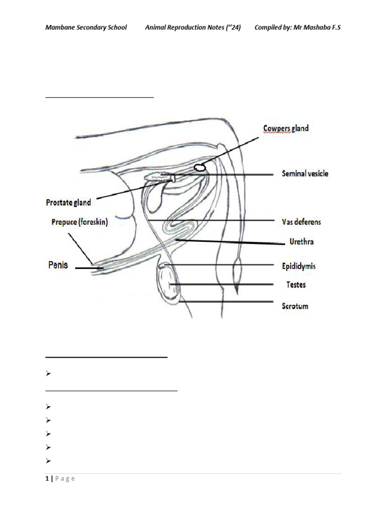 Animal Reproduction Overview for Bulls | PDF | Reproductive System ...