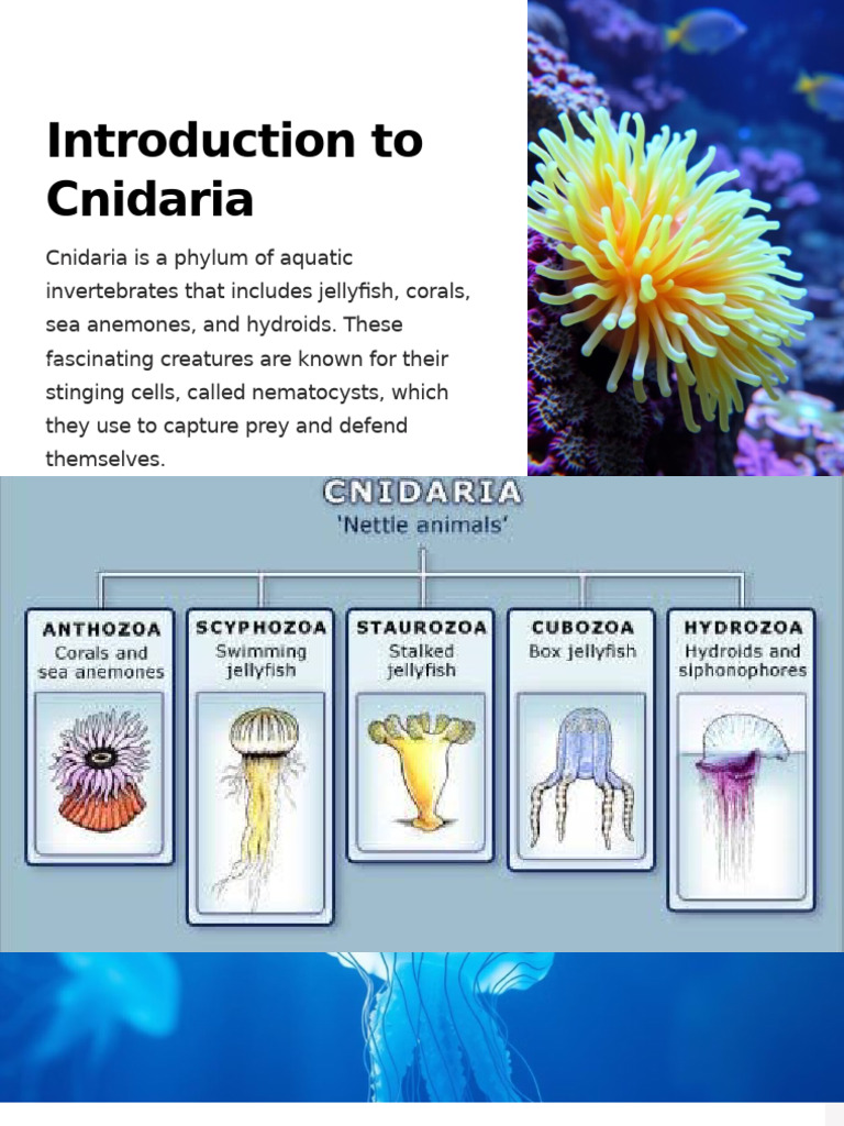 Introduction To Cnidaria | PDF | Marine Biology | Biology