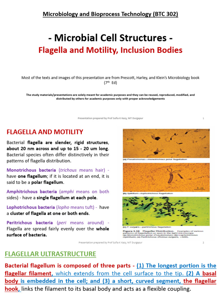 Microbiology 7 - Microbial Structures - Flagella and Motility ...