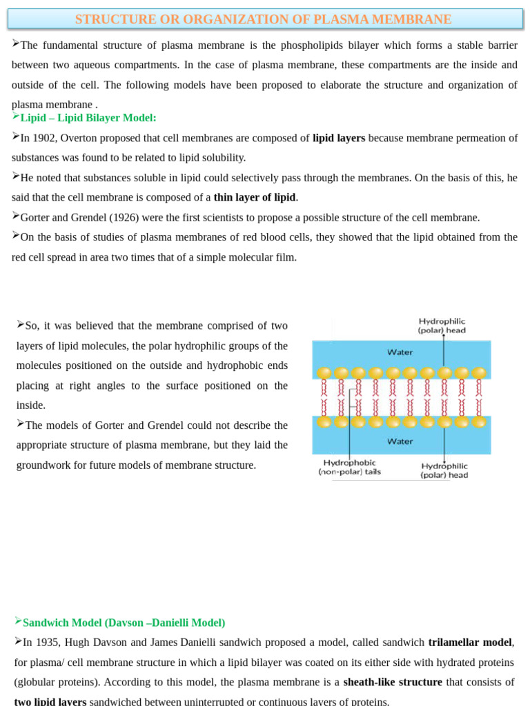 Structure of Plasma Membrane-1 | PDF | Cell Membrane | Lipid Bilayer