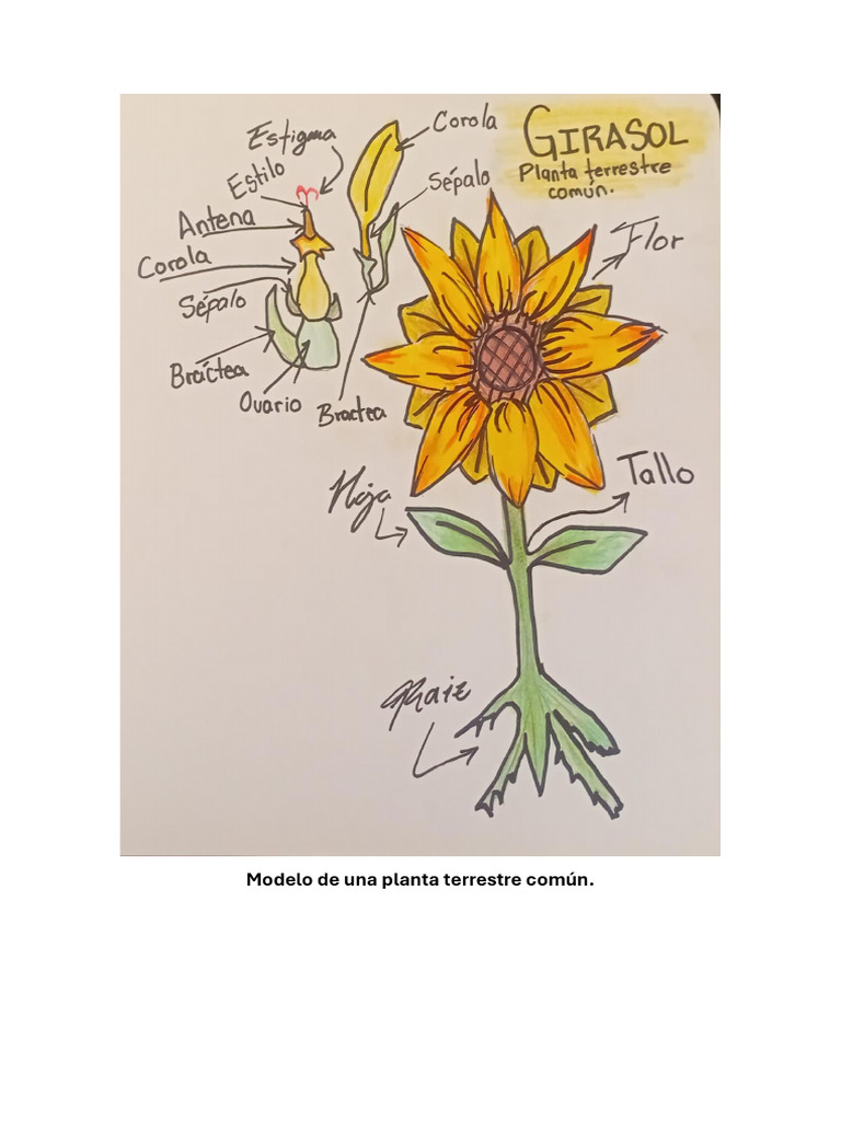 Dibujos de Plantas | PDF
