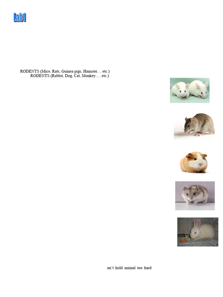 Laboratory Animal Handling Techniques | PDF | Animal Testing | Vein