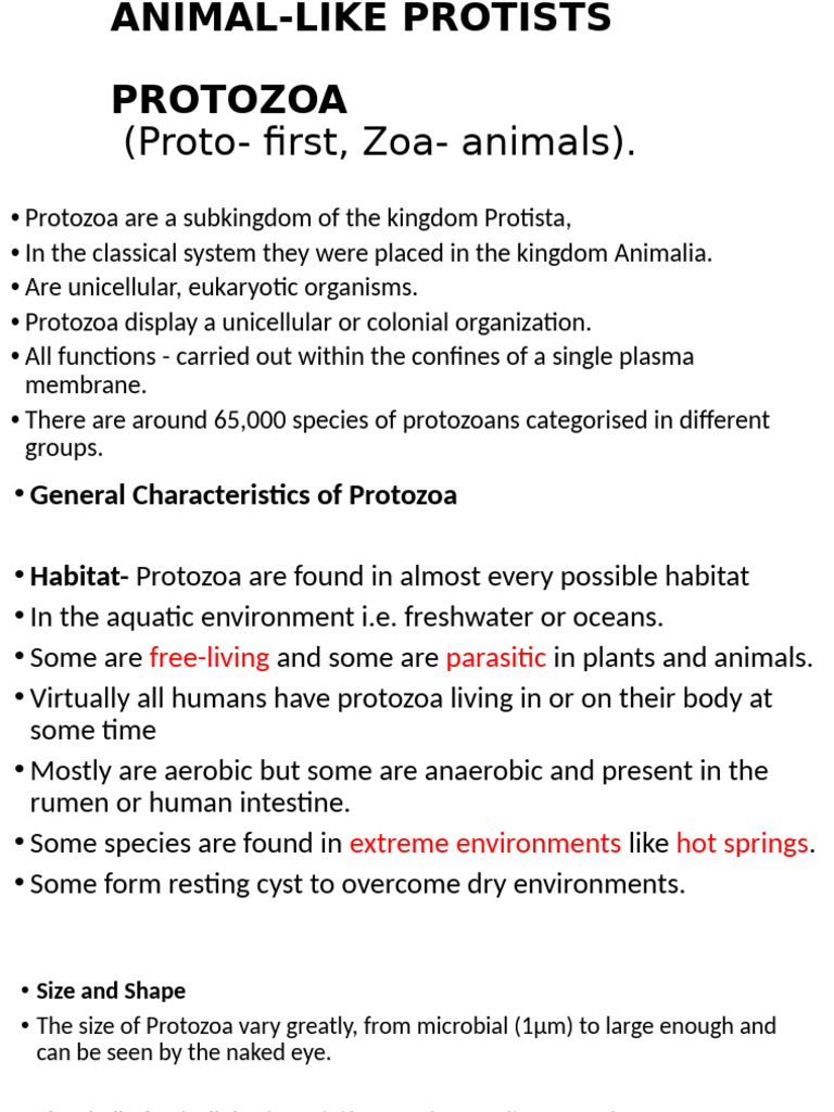INVERTEBRATE BIOLOGY BIO1201 Presentation 2024 Lecture Protozoa | PDF ...