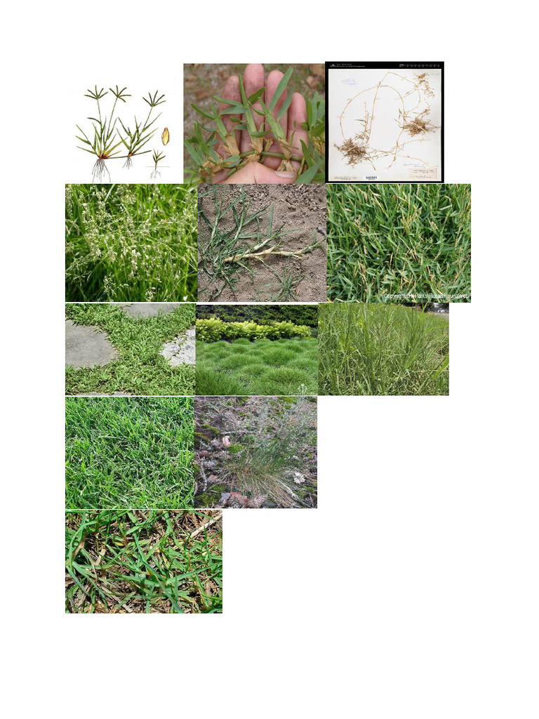 Lawn | PDF