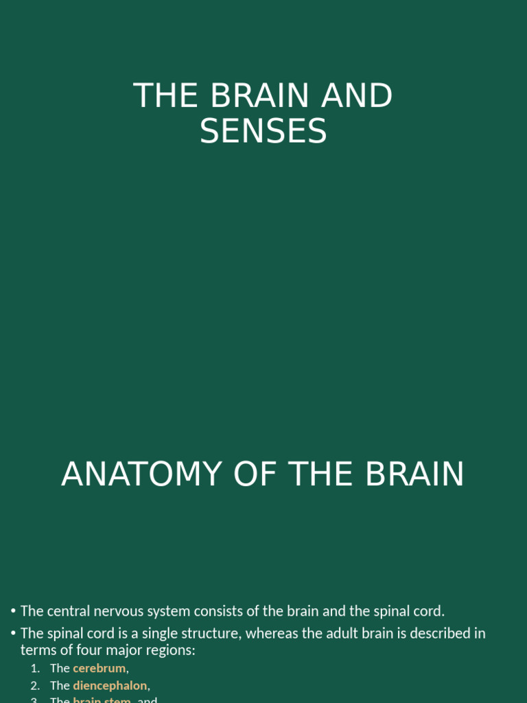 The Brain and Senses | PDF | Taste | Senses