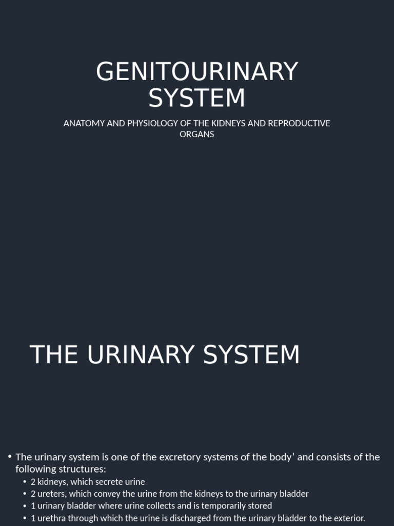 Genito Urinary System | PDF | Kidney | Ovary