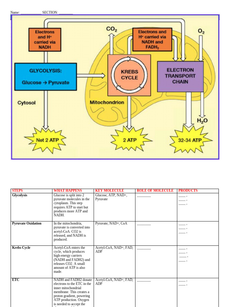 Cellular Respiration Activity | PDF
