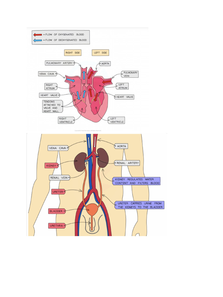 Igcse Circulatory System Notes | PDF