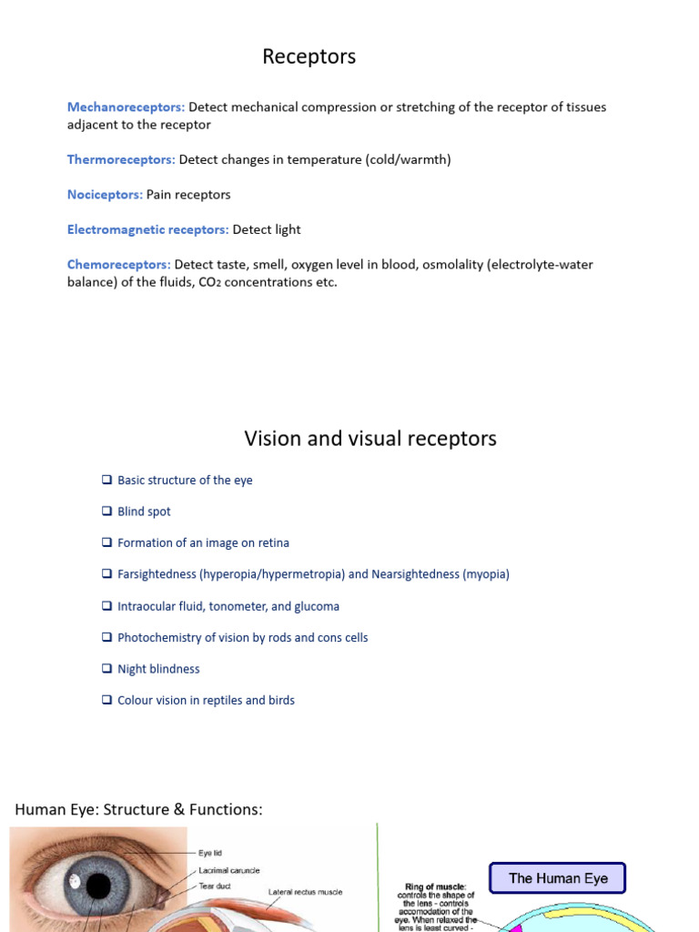 Understanding Human Eye Structure Function Pdf
