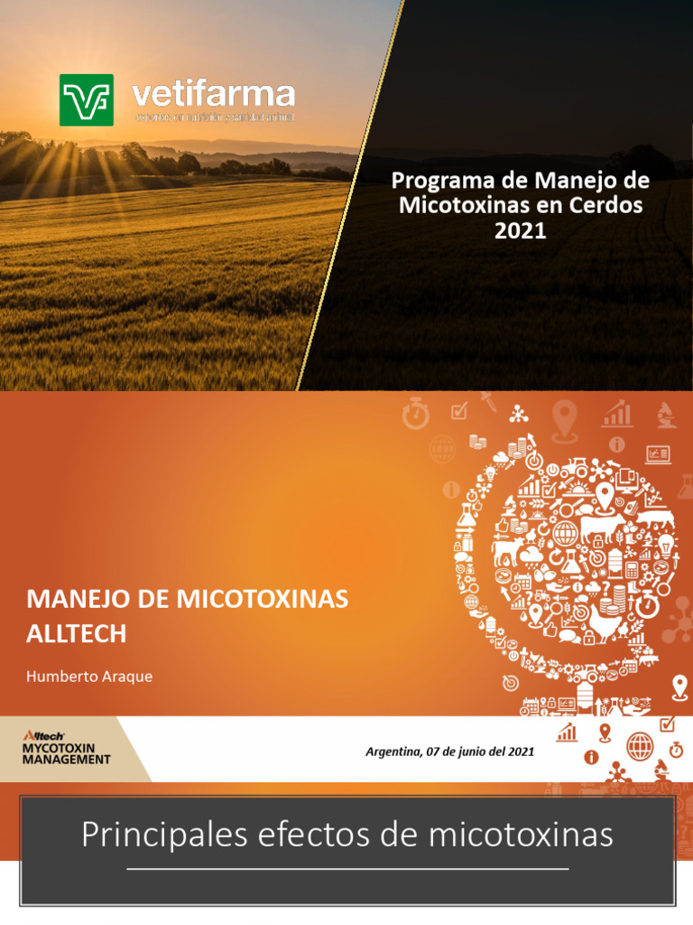 Manejo de Micotoxinas en Cerdos | PDF