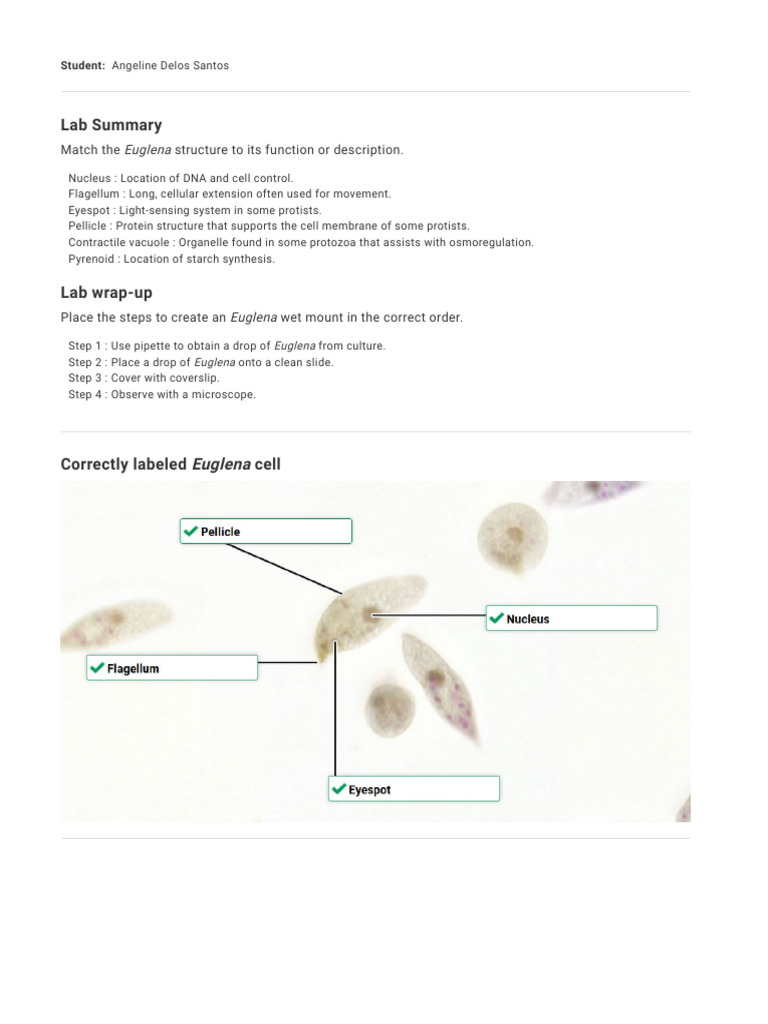 Euglena Structure and Function Overview | PDF