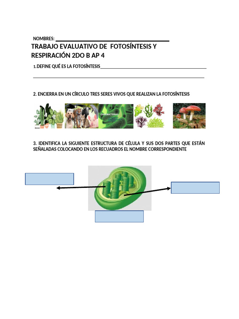 Actividad Integrativa Fotosintesis y Respiracion Celular | PDF ...