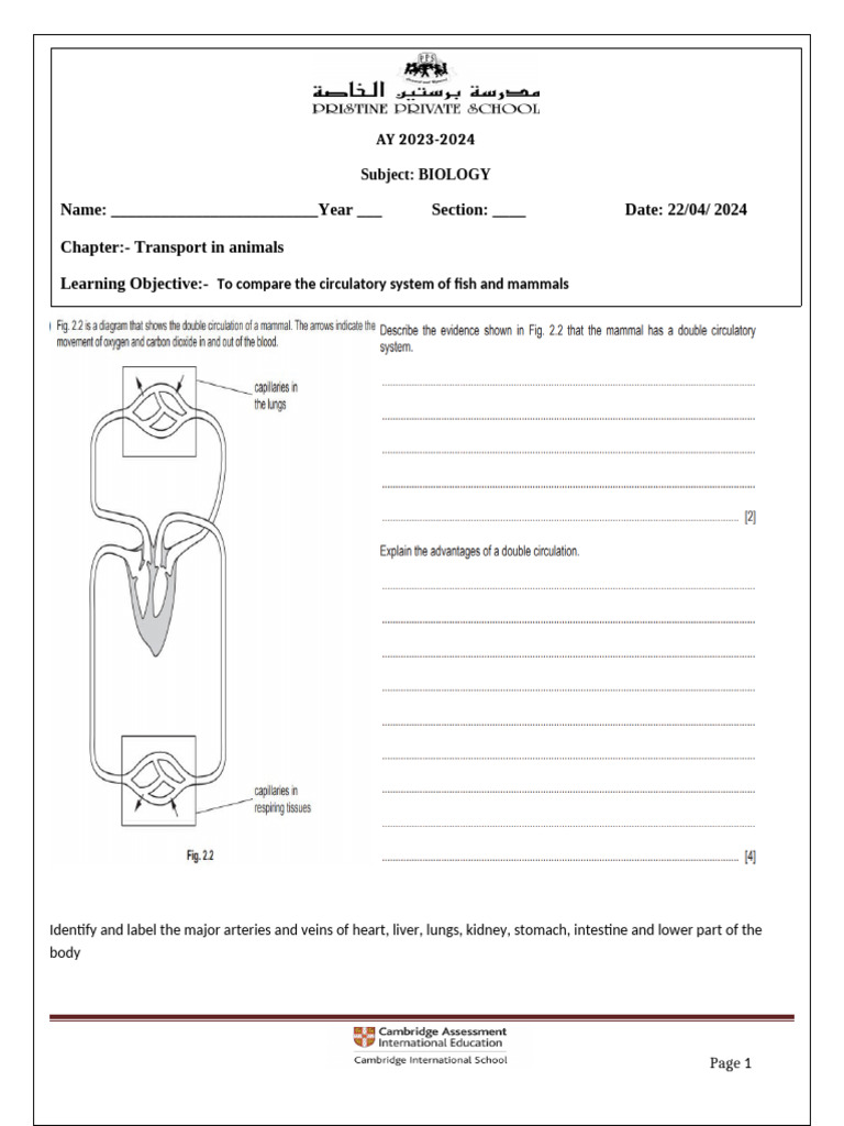 Y 10 Bio Circulatory System Activity Sheet | PDF
