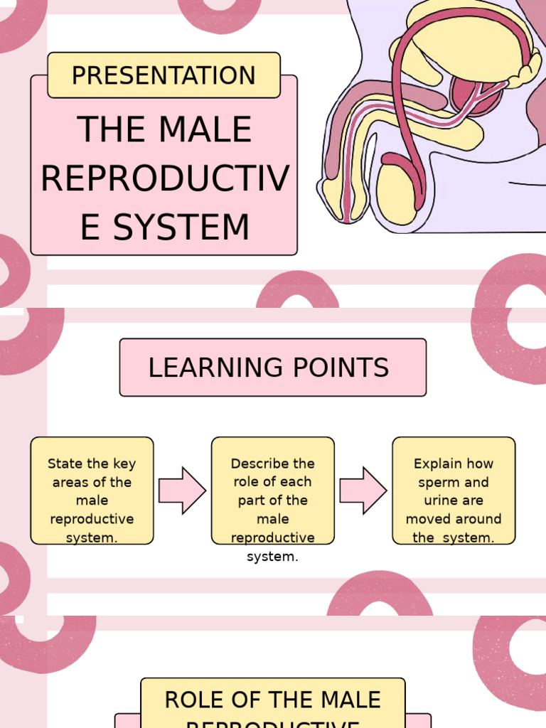 Male Reproductive System Biology Presentation in A Bold Pink Style | PDF