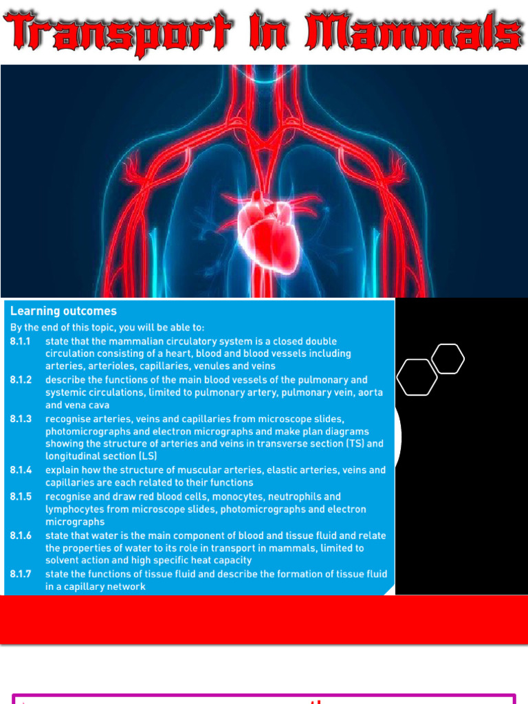 Transport in Mammals_2.ppt | PDF | Artery | Vein