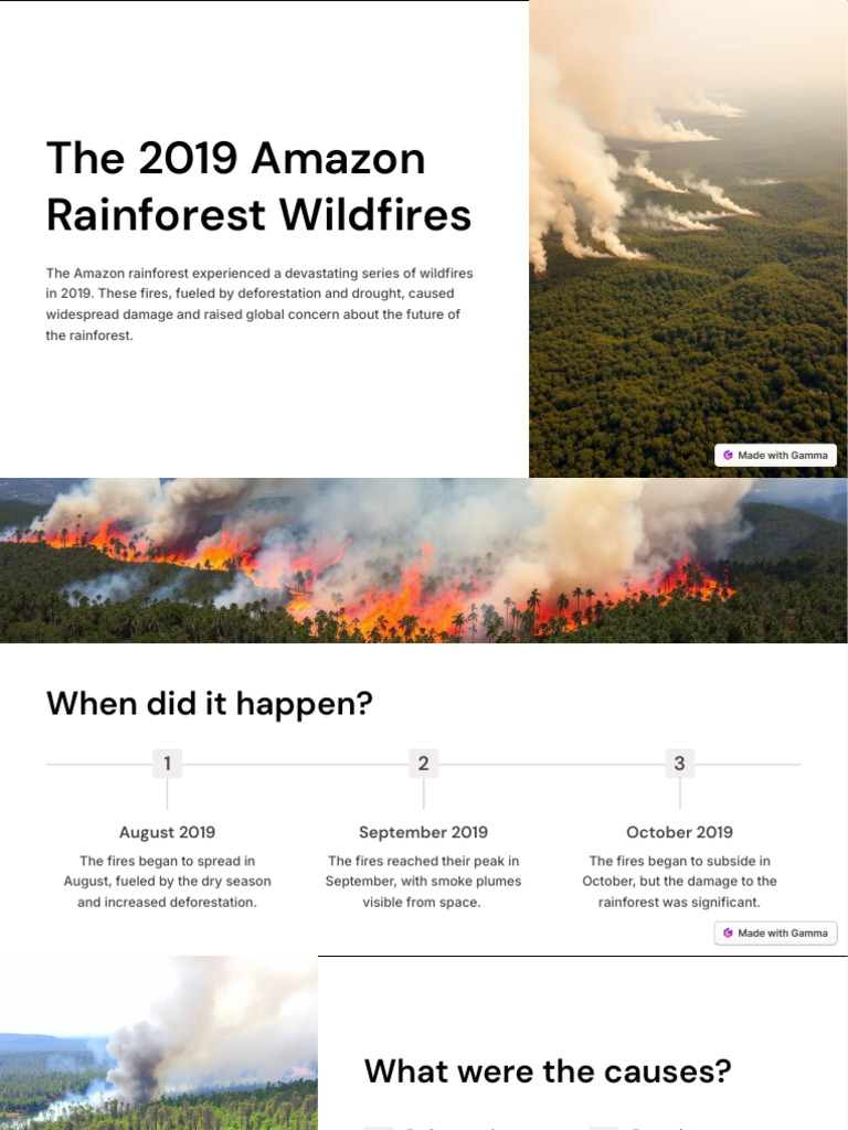 The 2019 Amazon Rainforest Wildfires | PDF | Wildfire | Deforestation
