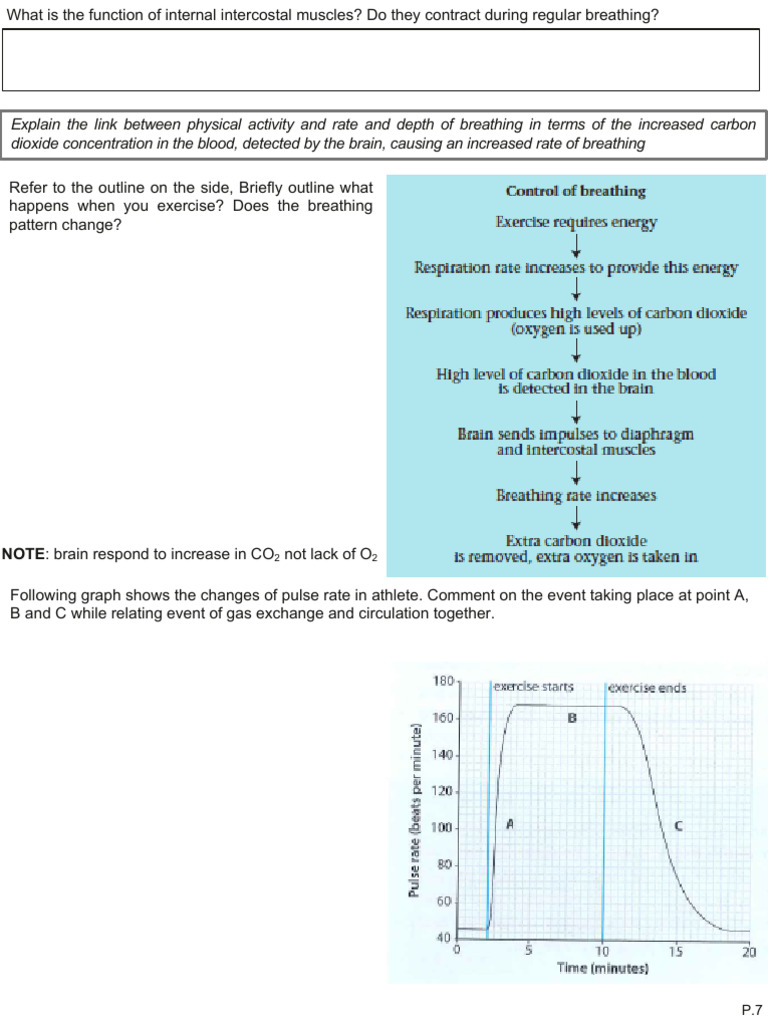 Respiration and Gas Exchange Booklet 7 | PDF