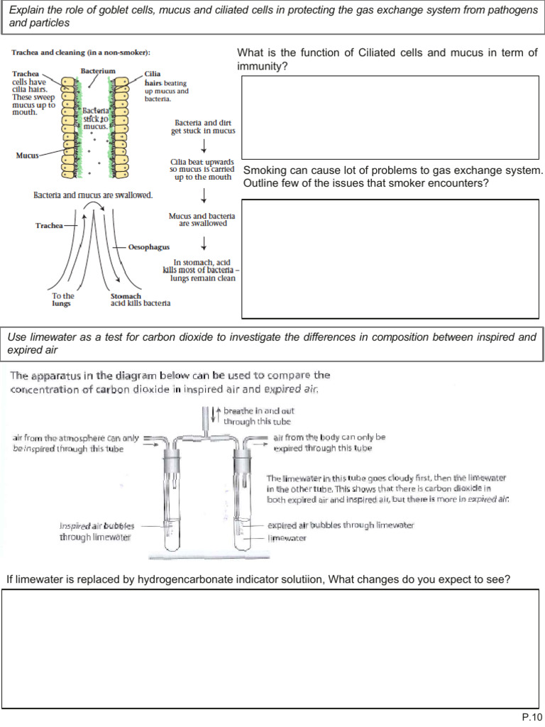 Respiration and Gas Exchange Booklet 10 | PDF