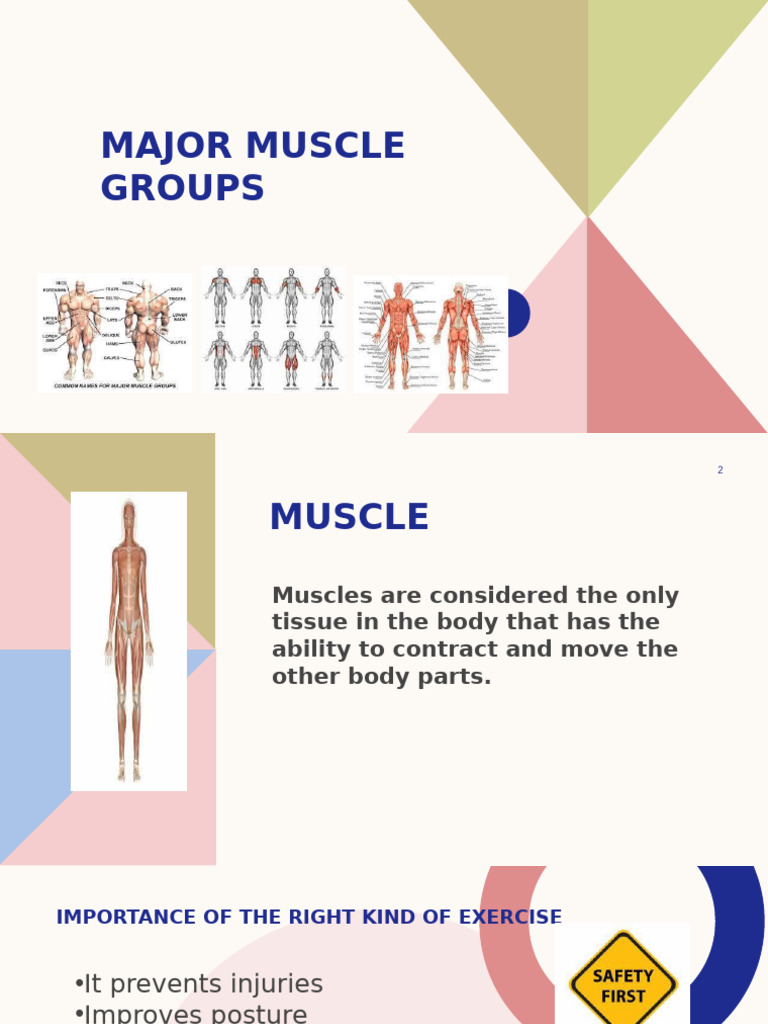 Overview of Major Muscle Groups | PDF | Shoulder | Pelvis