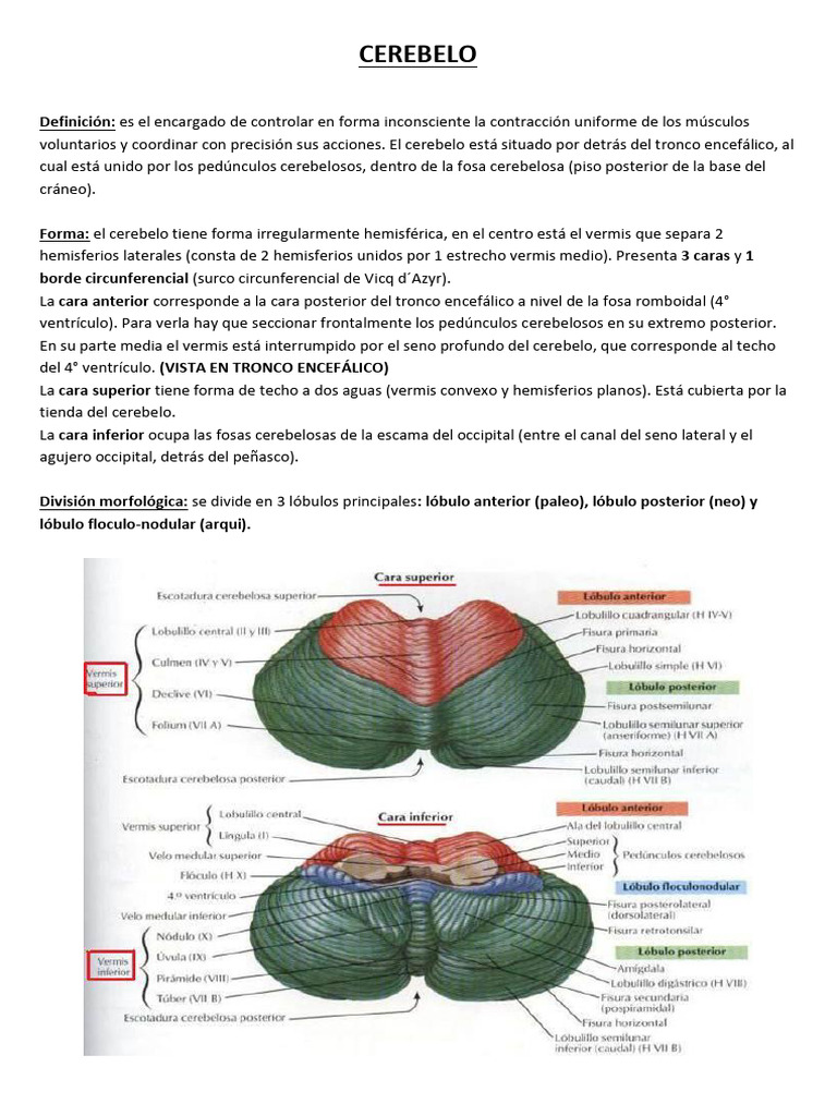 CEREBELO | PDF | Cerebelo | Neuroanatomía