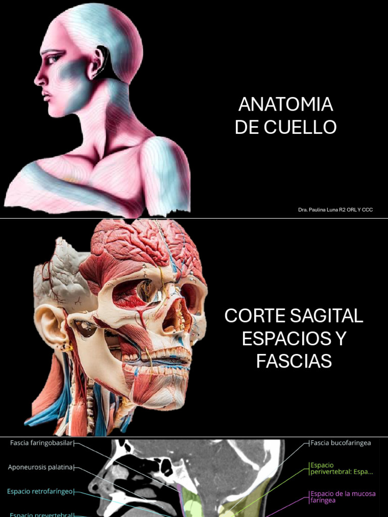 Material Anatomia de Cuello | PDF | Anatomía humana | Cabeza y cuello ...
