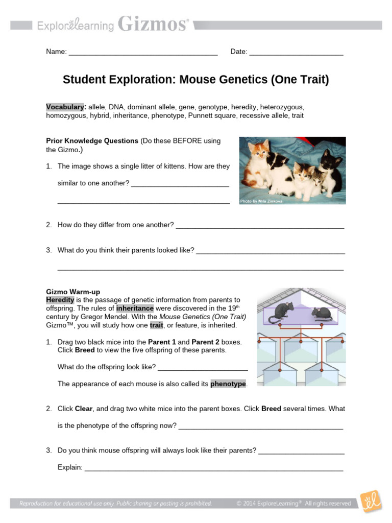 Mouse Genetics 1 Trait Gizmo 4 | PDF | Genotype | Genetics