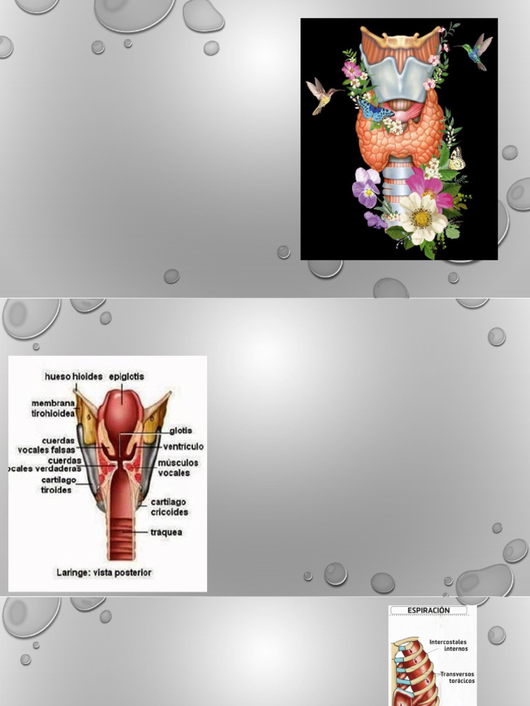 Info Basica Metodo Funcional de La Voz 3 - La Laringe | PDF | Laringe | Sonido