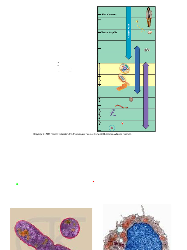 Modelos Celulares | PDF | Biología Celular) | Nucleo celular