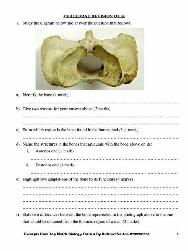 vertebrae | PDF