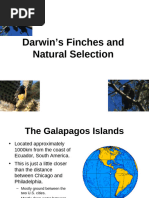 Speciation Process in Galápagos Finches | PDF | Species | Evolution
