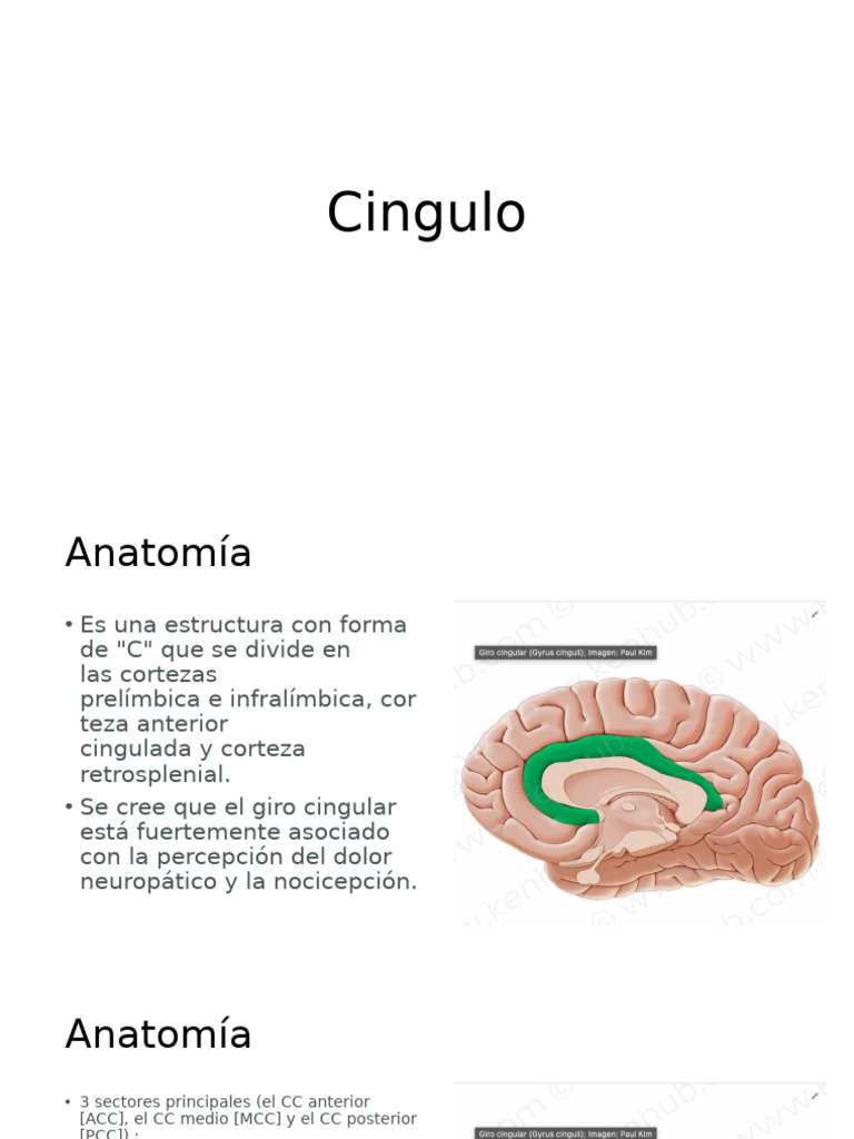 Anatomía y Semiología del Cingulo | PDF
