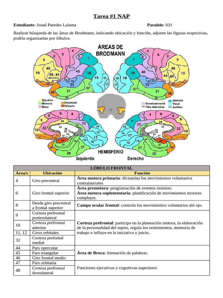 Esquema de áreas de Brodmann | PDF | Lóbulo temporal | Corteza Insular