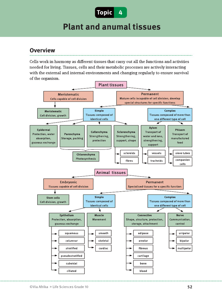 Tissues Concept Map | PDF