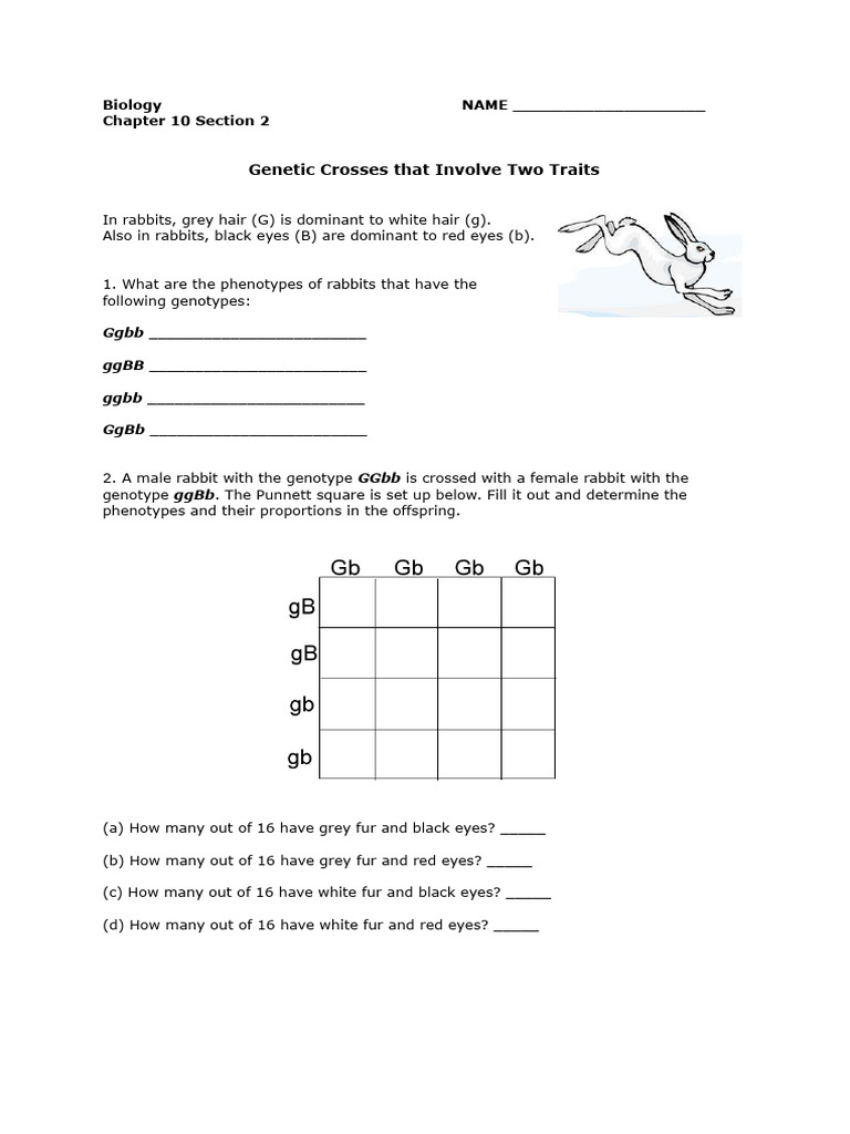 CH 10 Crosses Involving Two Traits Worksheet | PDF