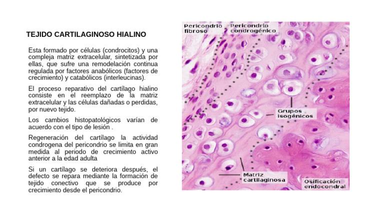 Características del Cartílago Hialino | PDF