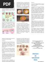 Origen Embrionario de Los Tejidos | PDF | Embrión | Biología del desarrollo