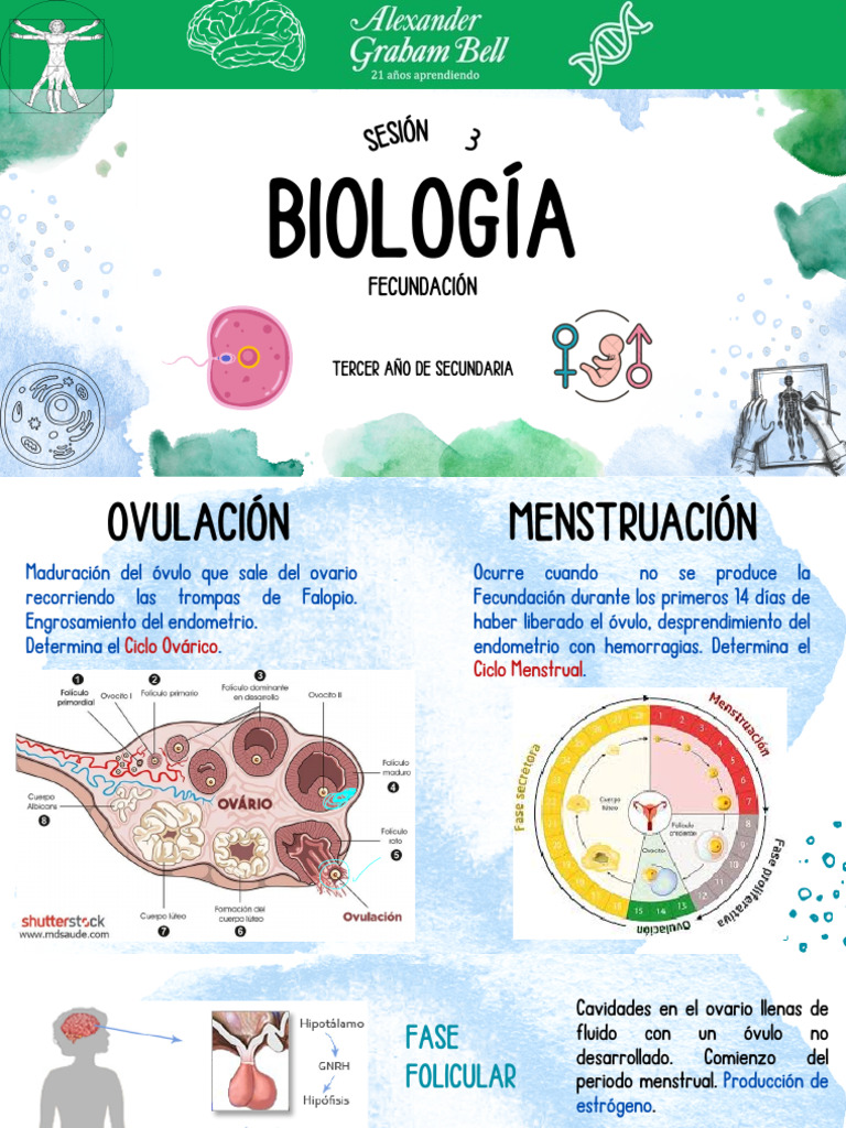Fecundaci-N FIN | PDF | Ciclo menstrual | Útero