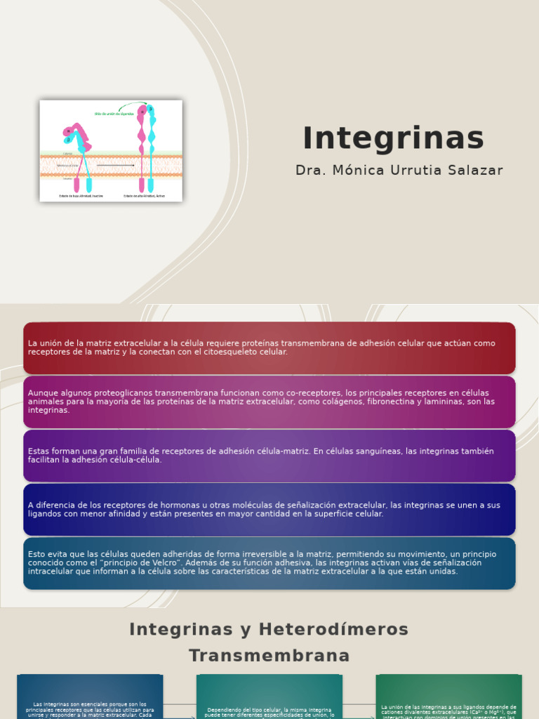 Funciones y Regulación de las Integrinas | PDF | Integrina | Adhesión ...