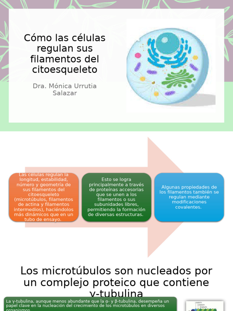 Cómo Las Células Regulan Sus Filamentos Del Citoesqueleto | PDF ...